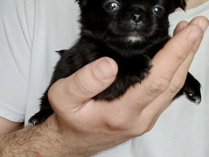 Щенки пти брабансона