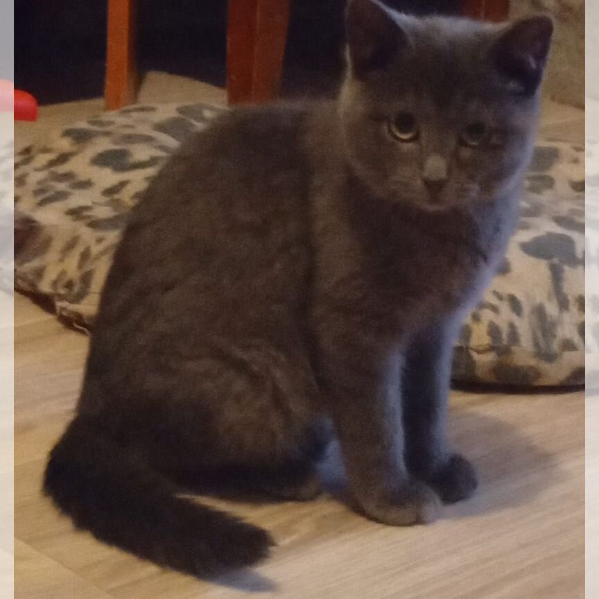 Котик скромник ищет дом