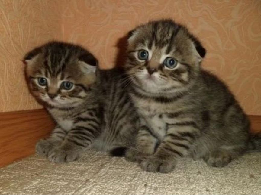 Шотландские вислоухие котятки