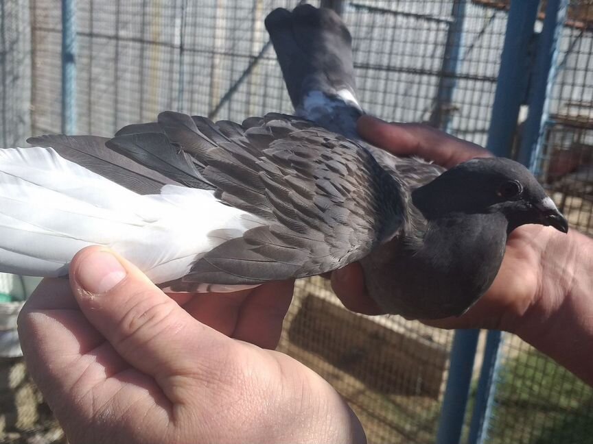 Продажа голубей