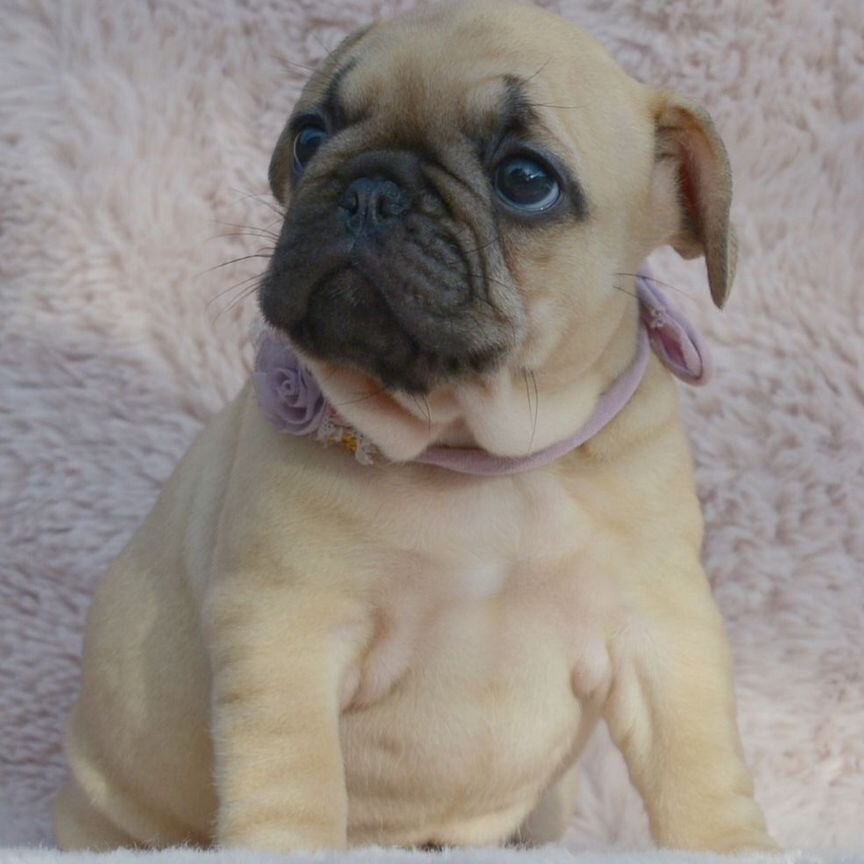 Французский бульдог, щенок