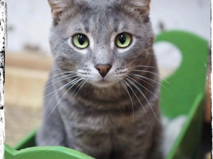 Котики бесплатно в добрые руки