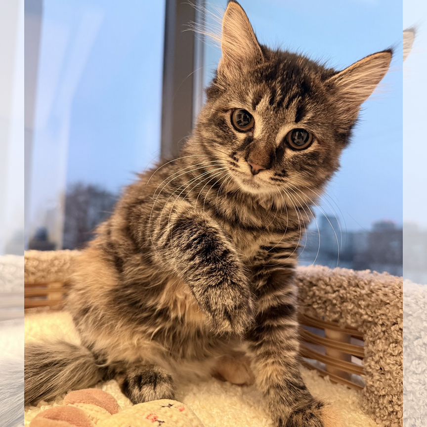 Европейский бурманский котёнок