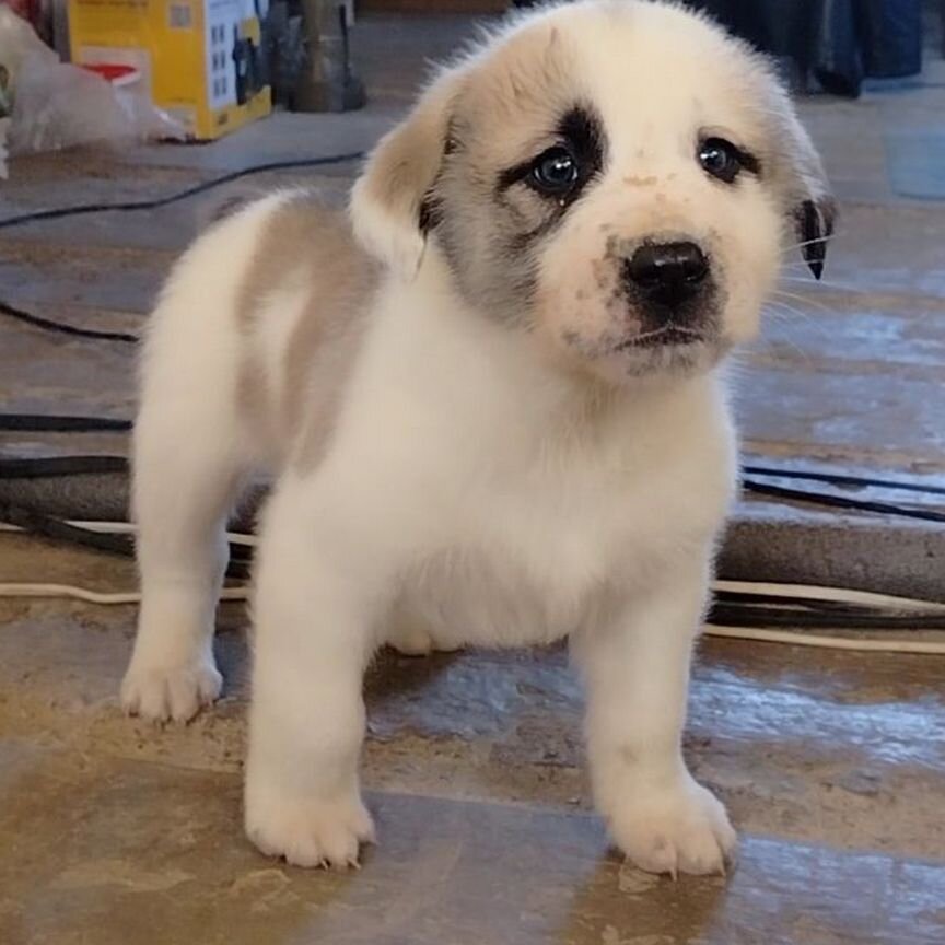 Среднеазиатская овчарка, щенок