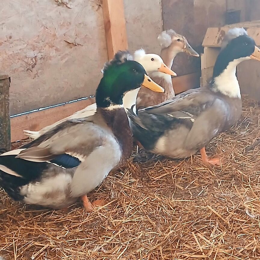 Селезень хохлатый