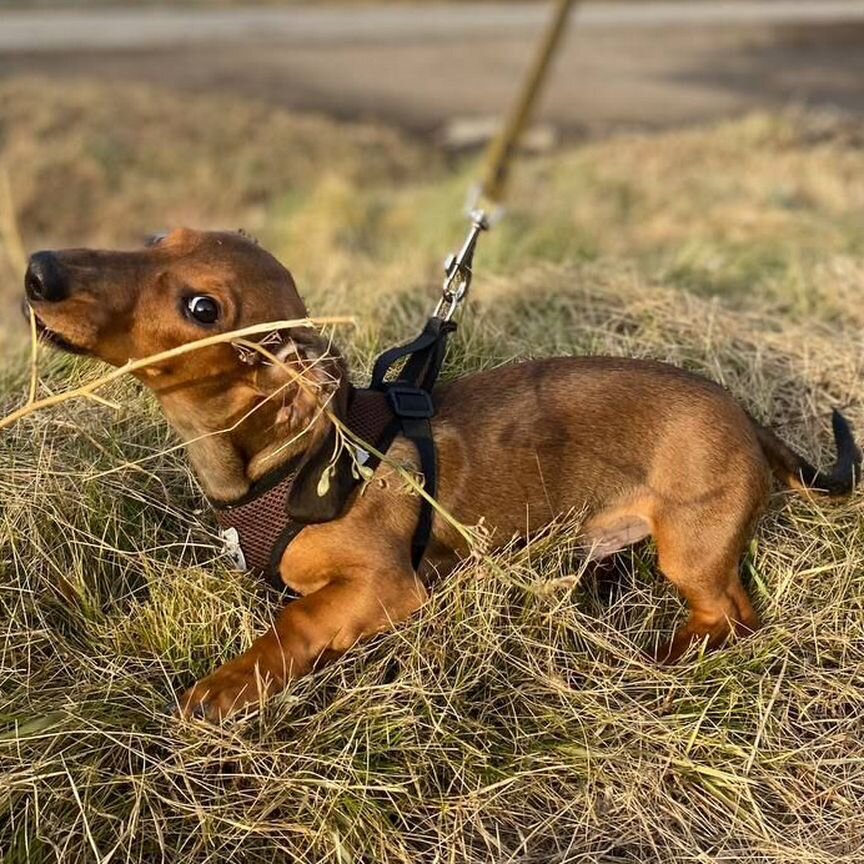 Такса, щенок
