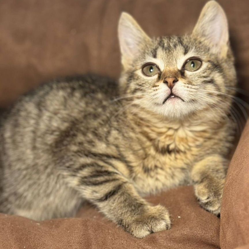 Шотландский прямоухий короткошёрстный котёнок