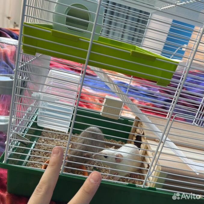 Декоративные крыски