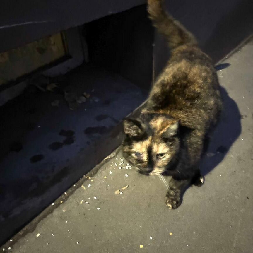 Кошка в дар