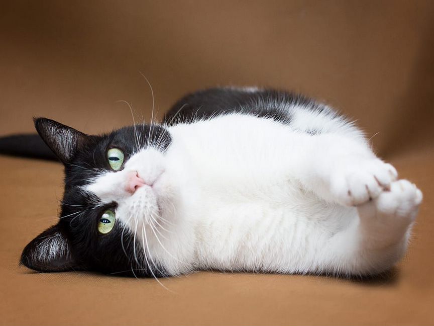 Неужели без лапки меня не полюбят