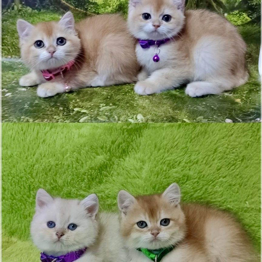 Золото шиншииллы