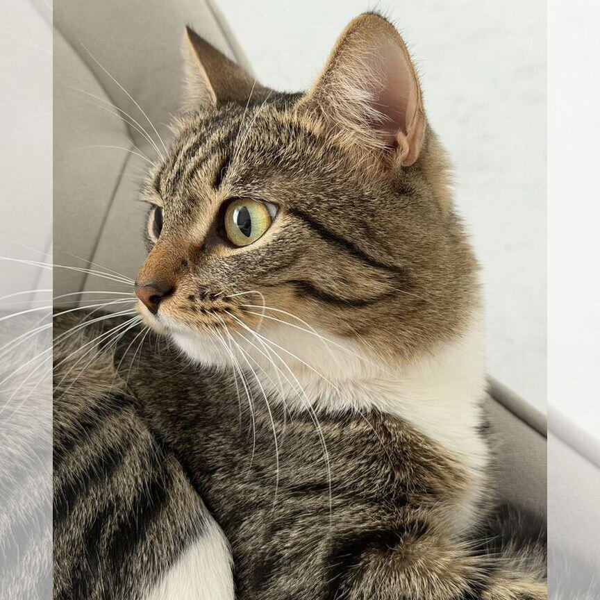 Британский длинношёрстный котёнок