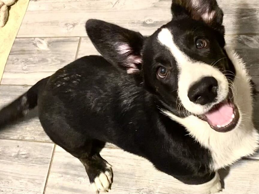 Вельш-корги щенки