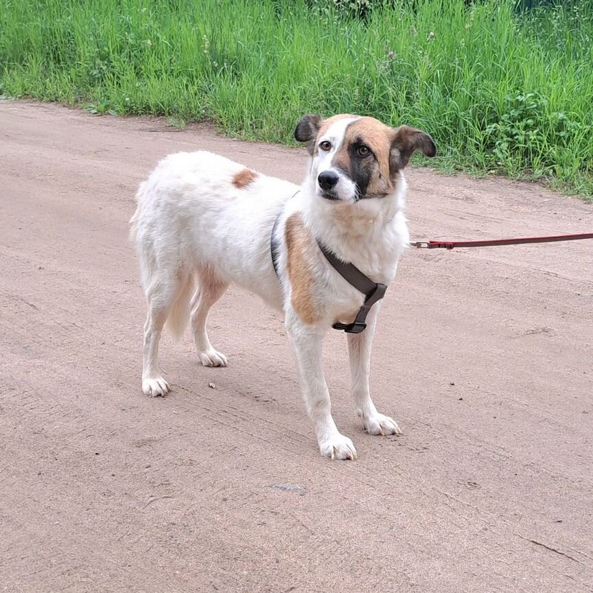 Собака в добрые руки