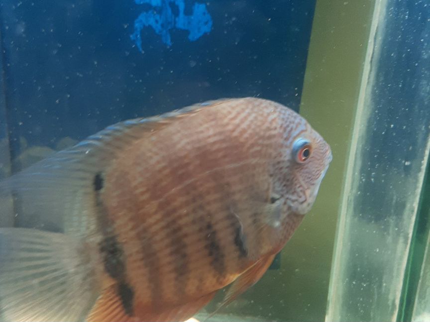 Аквариумные рыбки