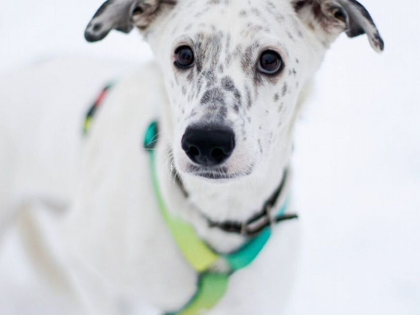 Собака в добрые руки