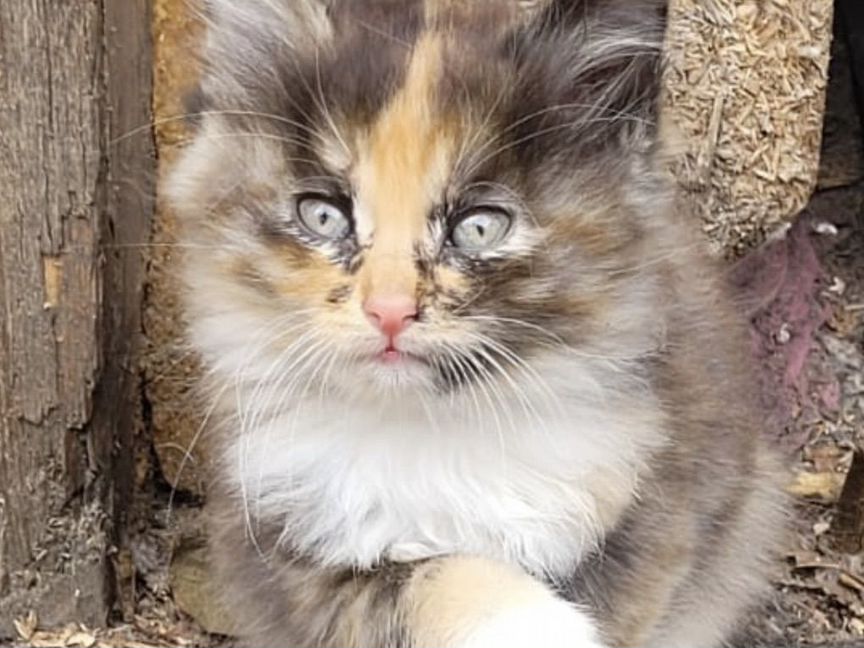 SOS котята 1,5 мес. Им скоро будет некуда идти
