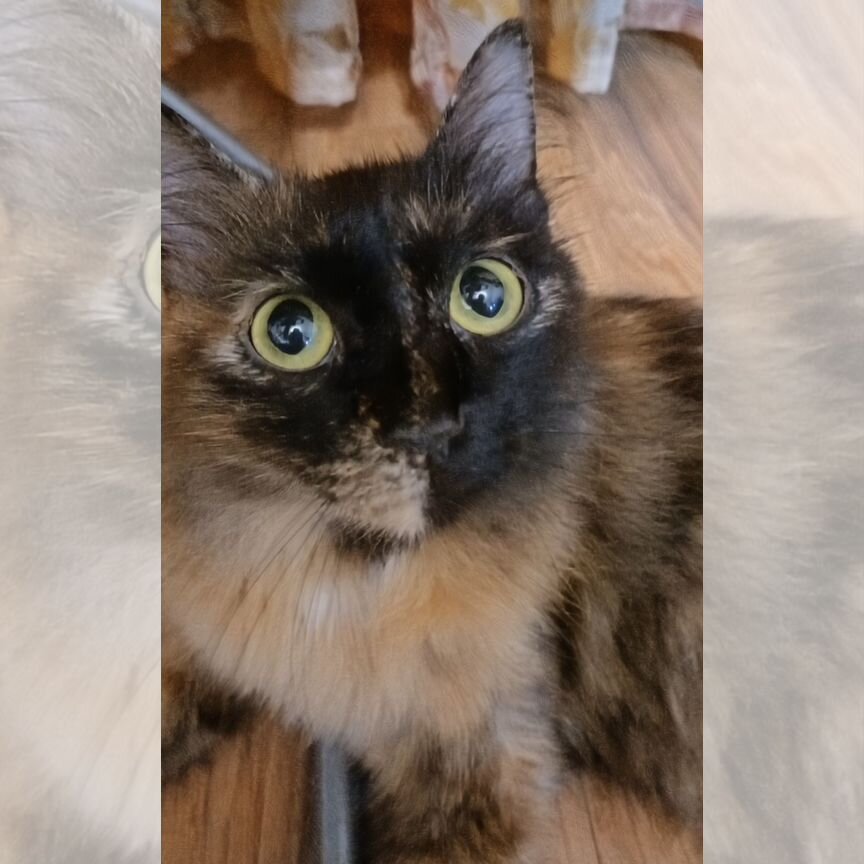 Сибирская, взрослая кошка