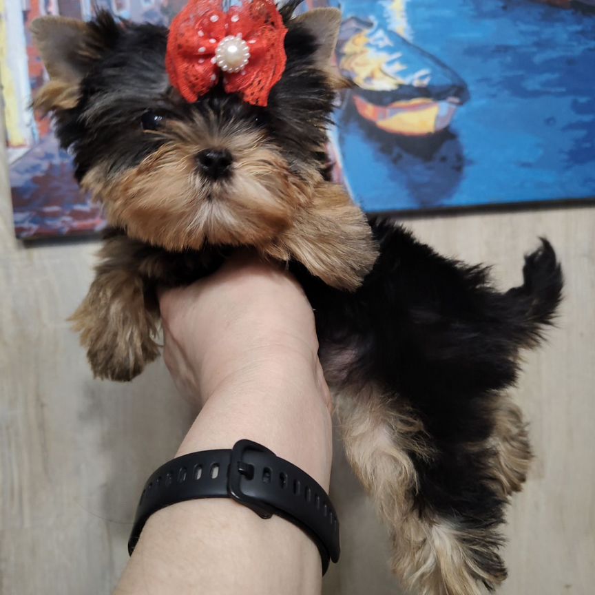 Йоркширский терьер, щенок