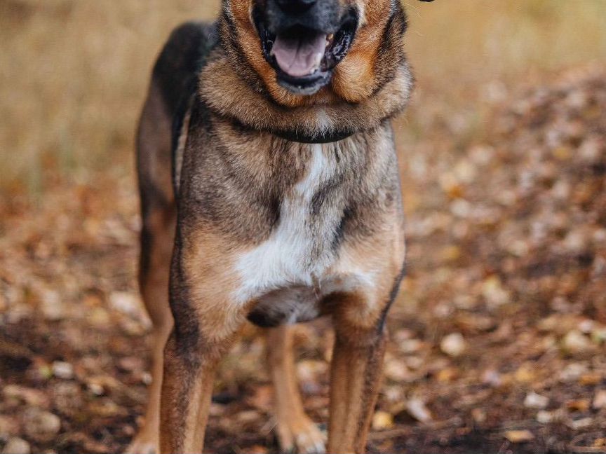 Собака в добрые руки отдам бесплатно