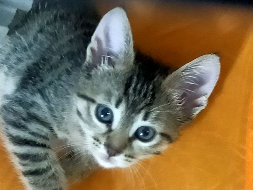 Котенок