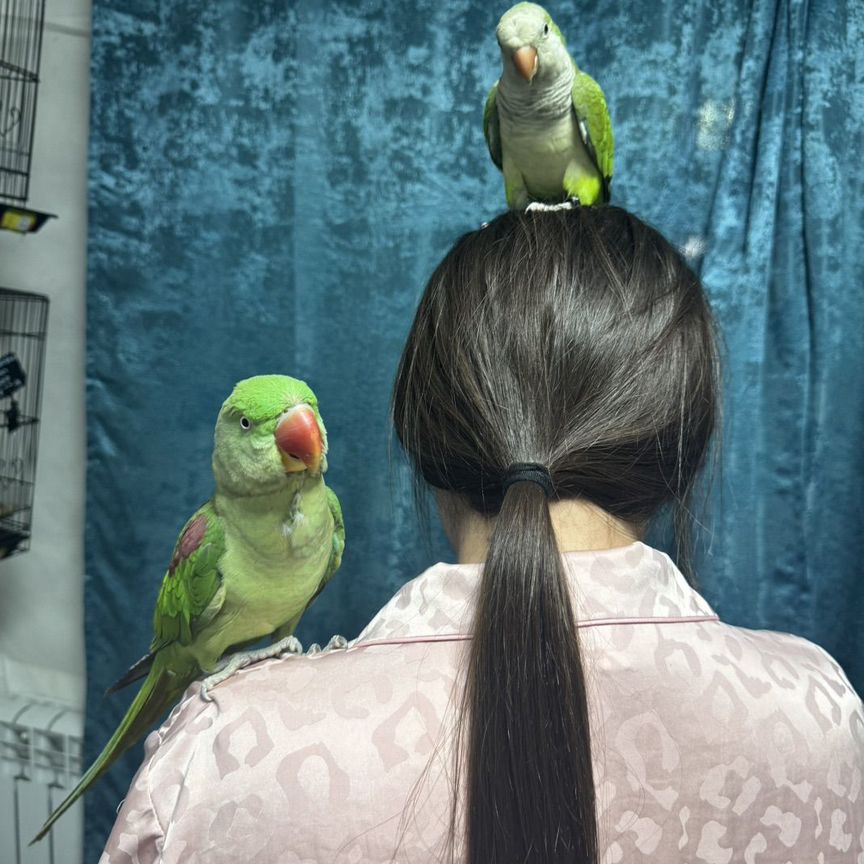 Попугай Александрийский Ожиреловый