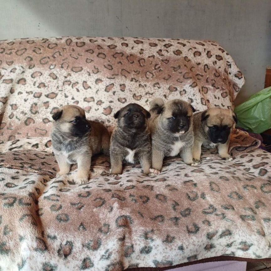 Продам щенков полукровки