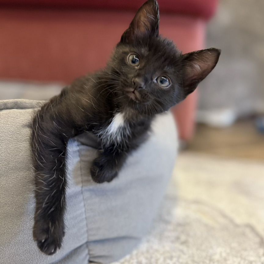 Котенок 1,5 месяца