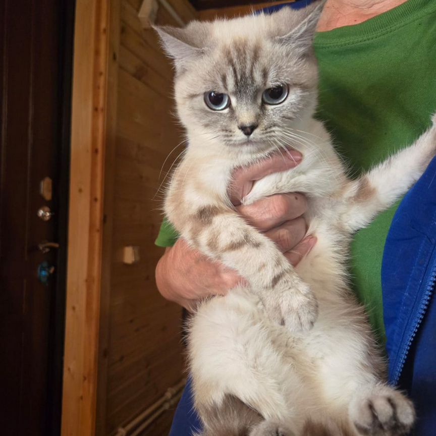 Котенок британец