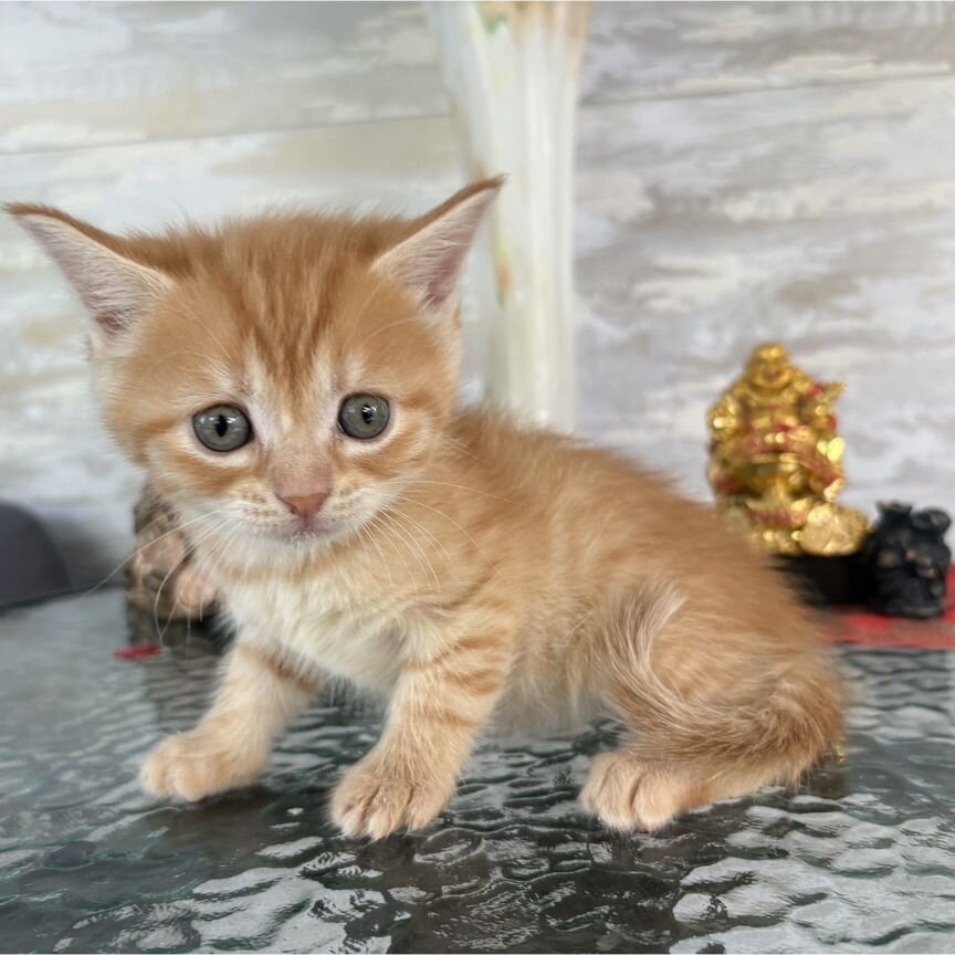 Шотландский прямоухий длинношёрстный котёнок