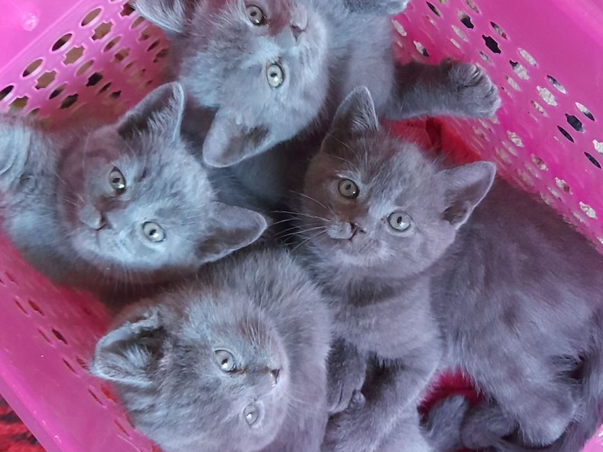 Плюшевые котики и кошечки