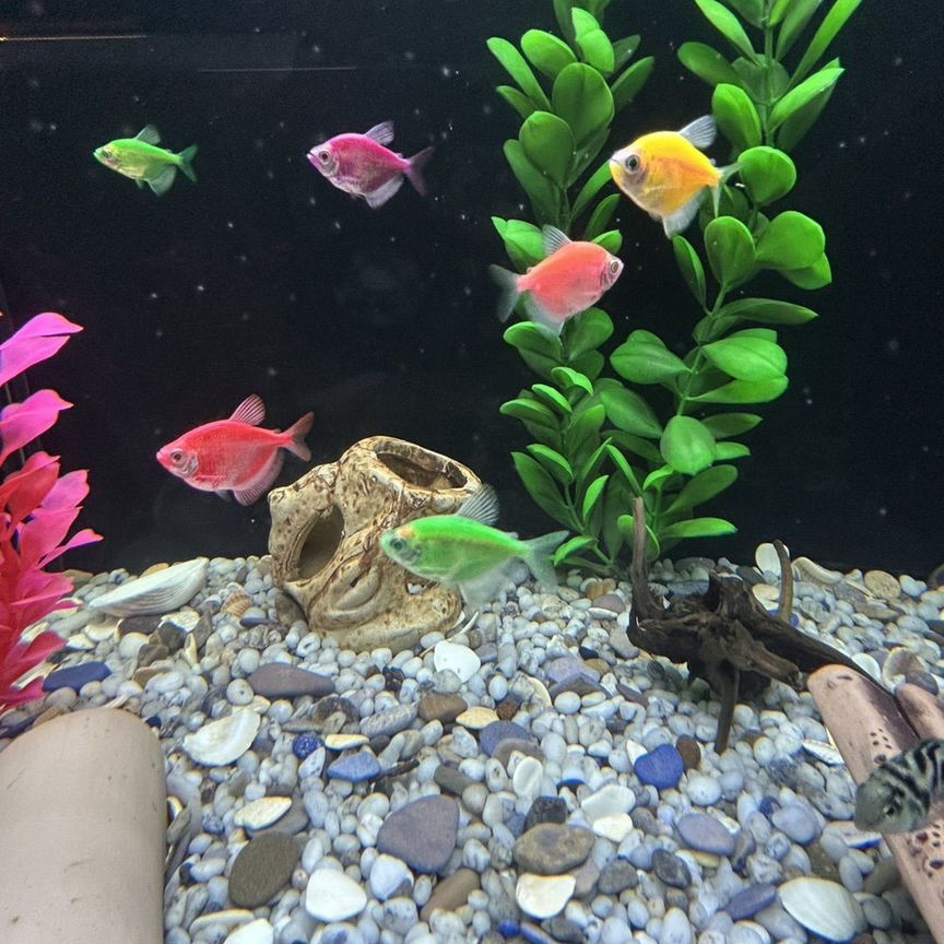 Продам зеленую тернецию