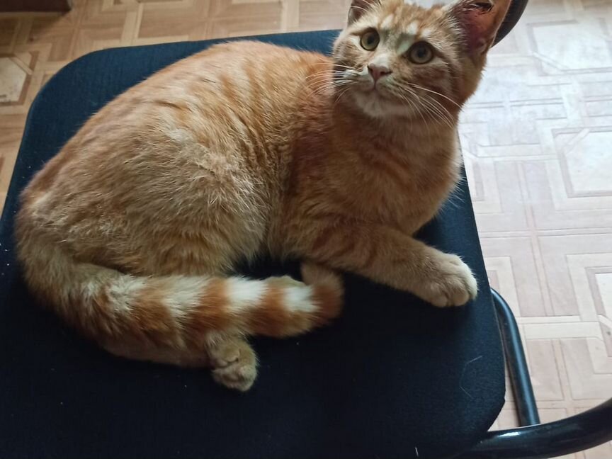 Котик в добрые руки