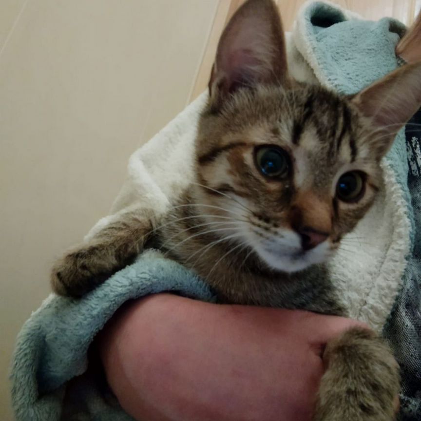 Котята