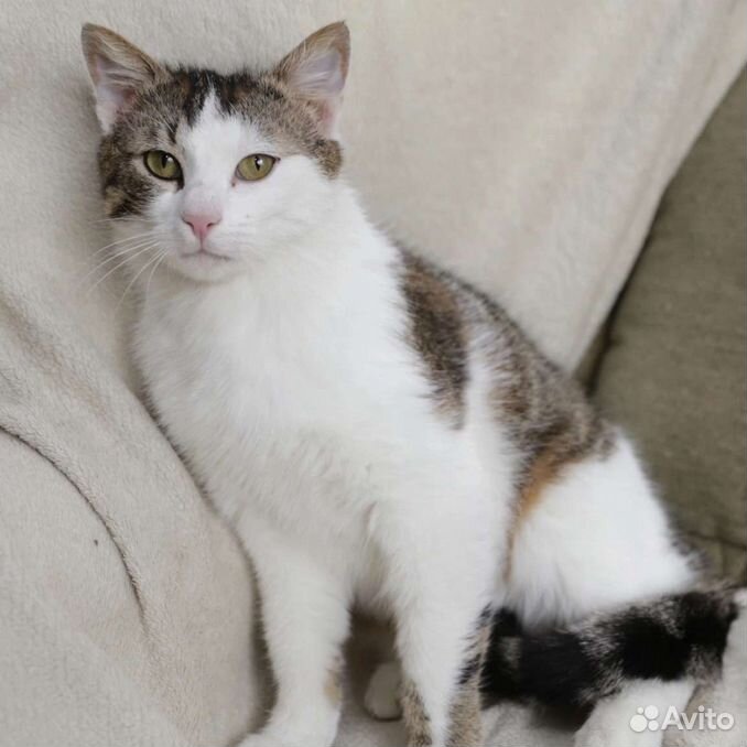 Кот Мурзик в дар