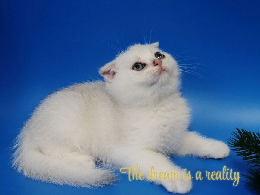 Шотландские Серебристые Шиншиллы, котёнок
