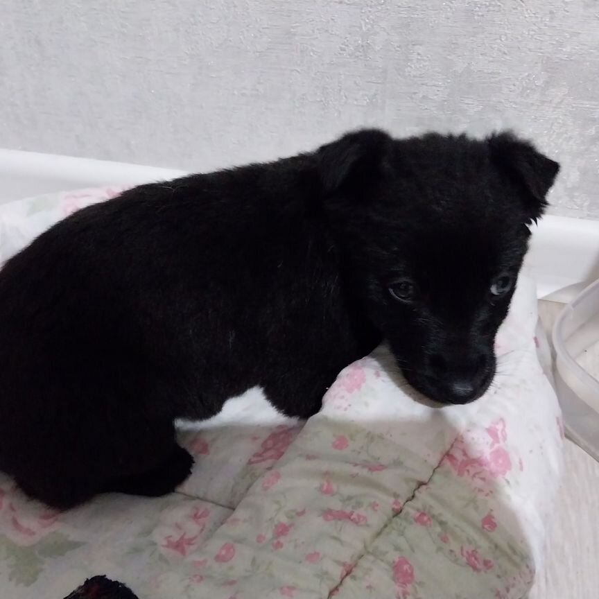 Щеночек в добрые руки