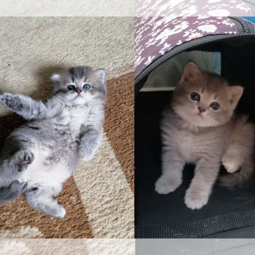 Шотландские прямоухие котята