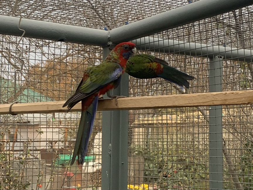 Пенантовая розелла