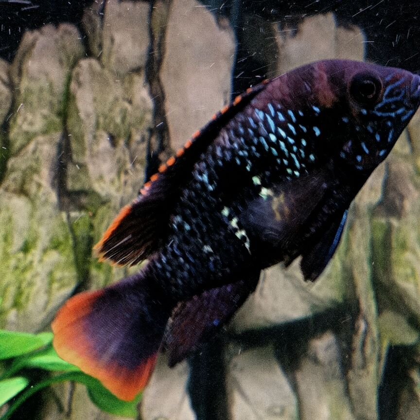 Бирюзовая акара