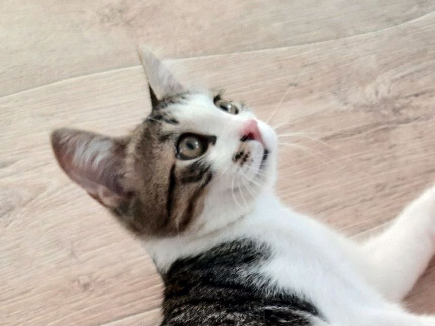 Розовый носик с мировым характером