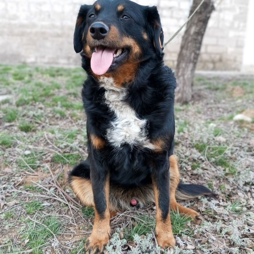 Кобель, мальчик, в надежные руки