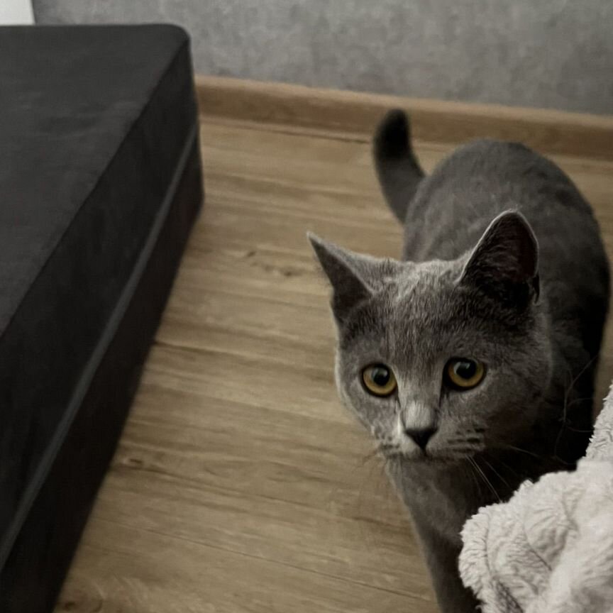 Британская кошка короткошерстная