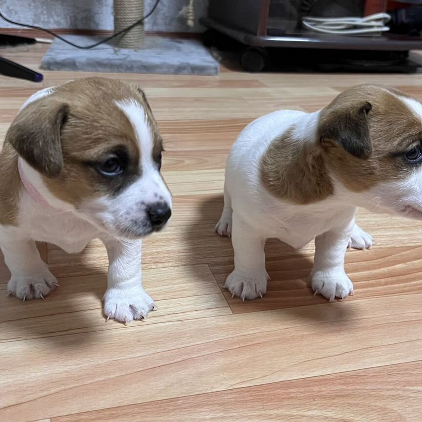 Джек расл терьер щенки