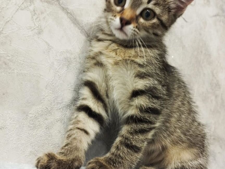 Котенок в добрые руки