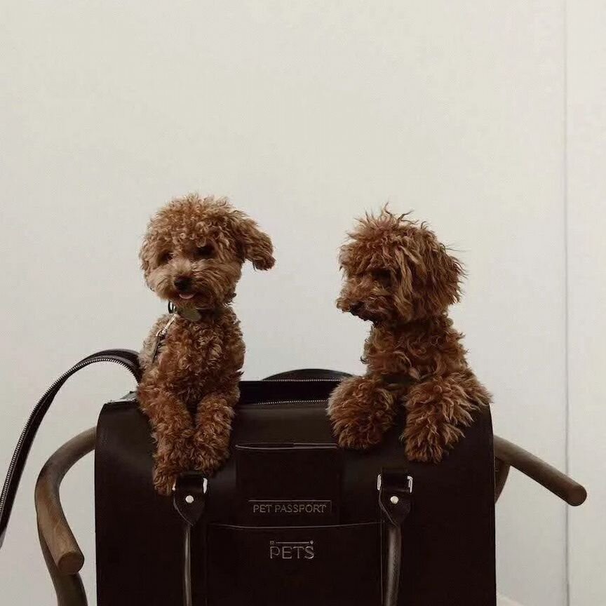 Переноска forpets