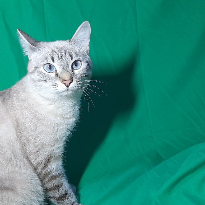 Котёнок
