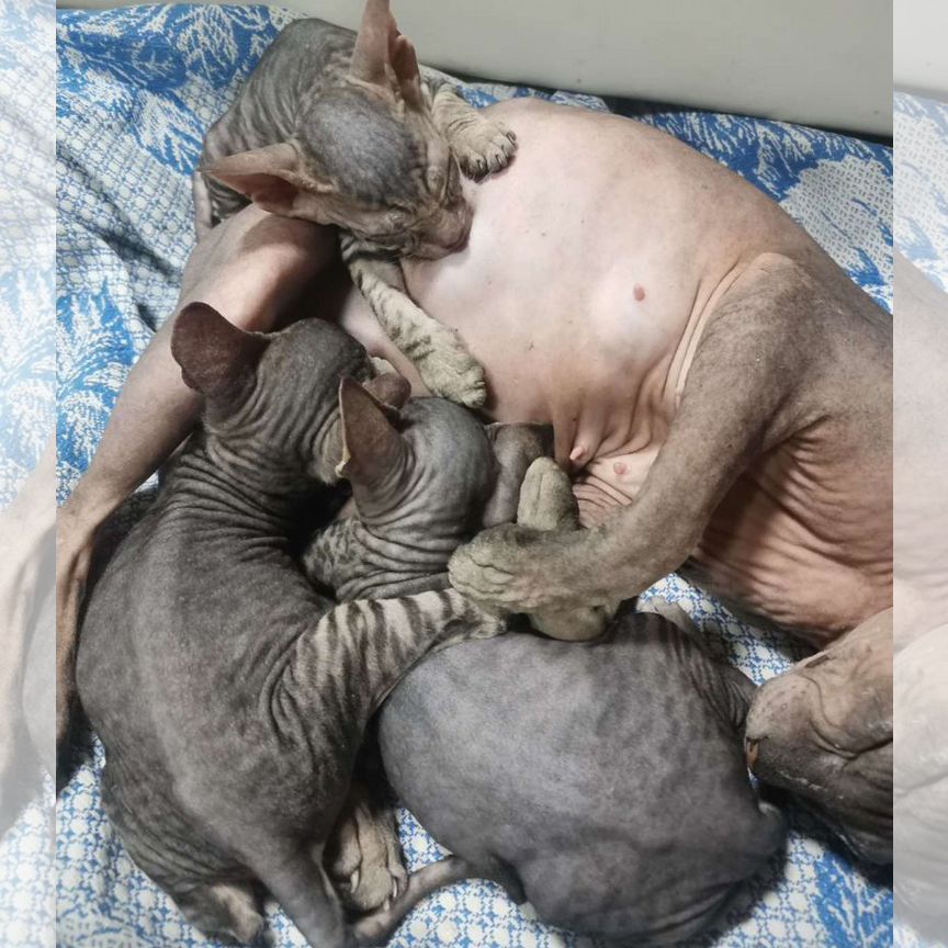 Донской сфинкс котик