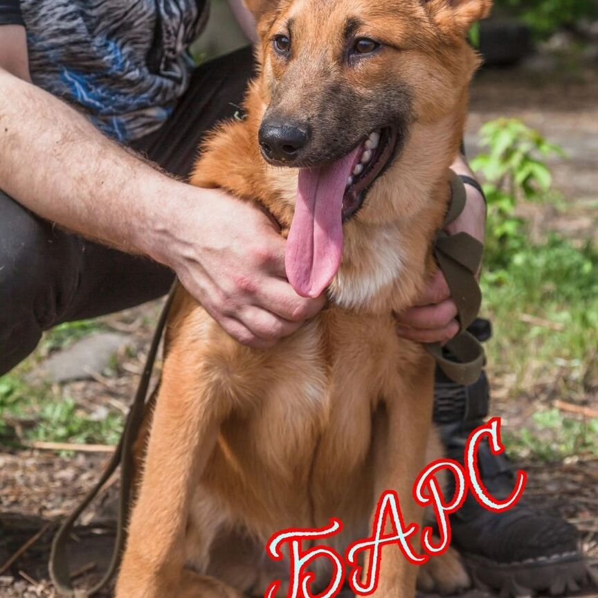 Собака в добрые руки