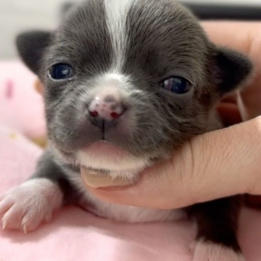 Чихуахуа, щенок